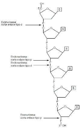 Tecnología Médica Mención Morfofisiopatología y Citodiagnóstico: Nucleasas