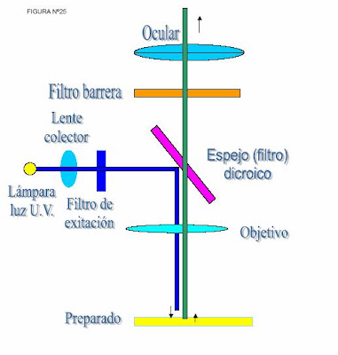 Tecnología Médica Mención Morfofisiopatología y Citodiagnóstico ...
