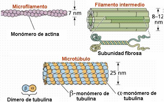 Biología Celular: La Célula, componentes, función y estructura