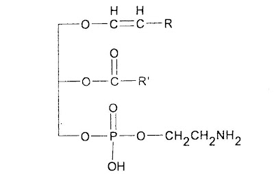 Tecnología Médica: Identificación de Plasmalógenos