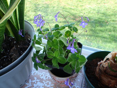 Wet Behind the Ears: Trailing African Violets
