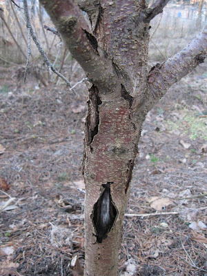 Our Subsistence Pattern: Of Bark Splitting, Free Eggs, and Lessons ...