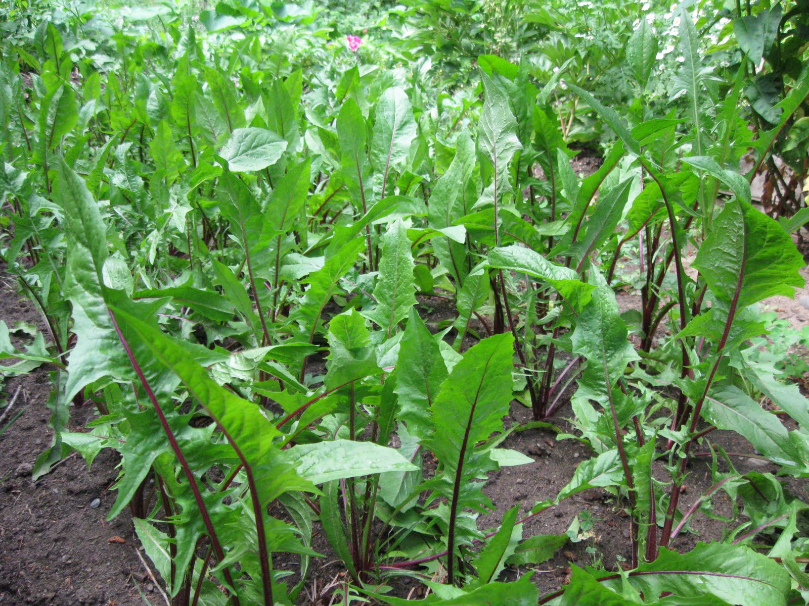 Our Subsistence Pattern: What is a Weed?