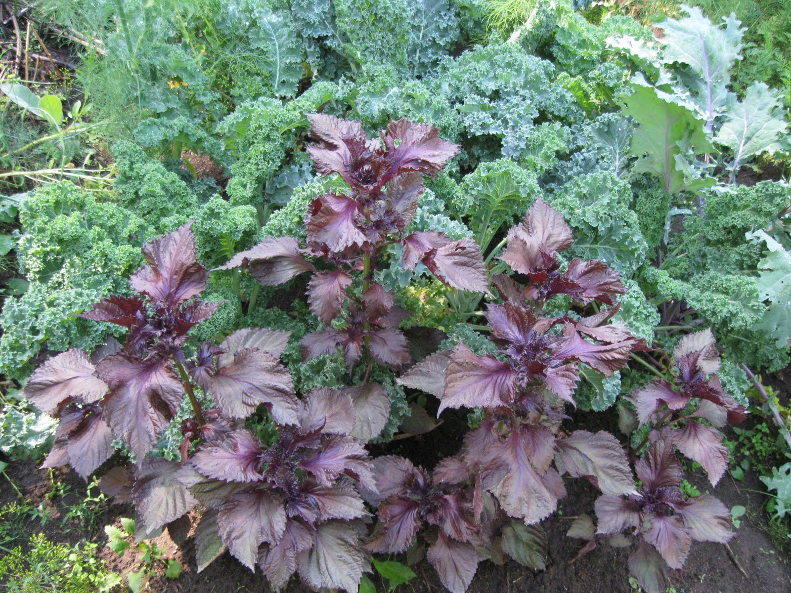 Our Subsistence Pattern: Red Shiso - A Plant Worth Growing
