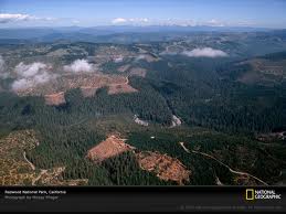 Biological Issue: Redwood Trees: Devastating Deforestation