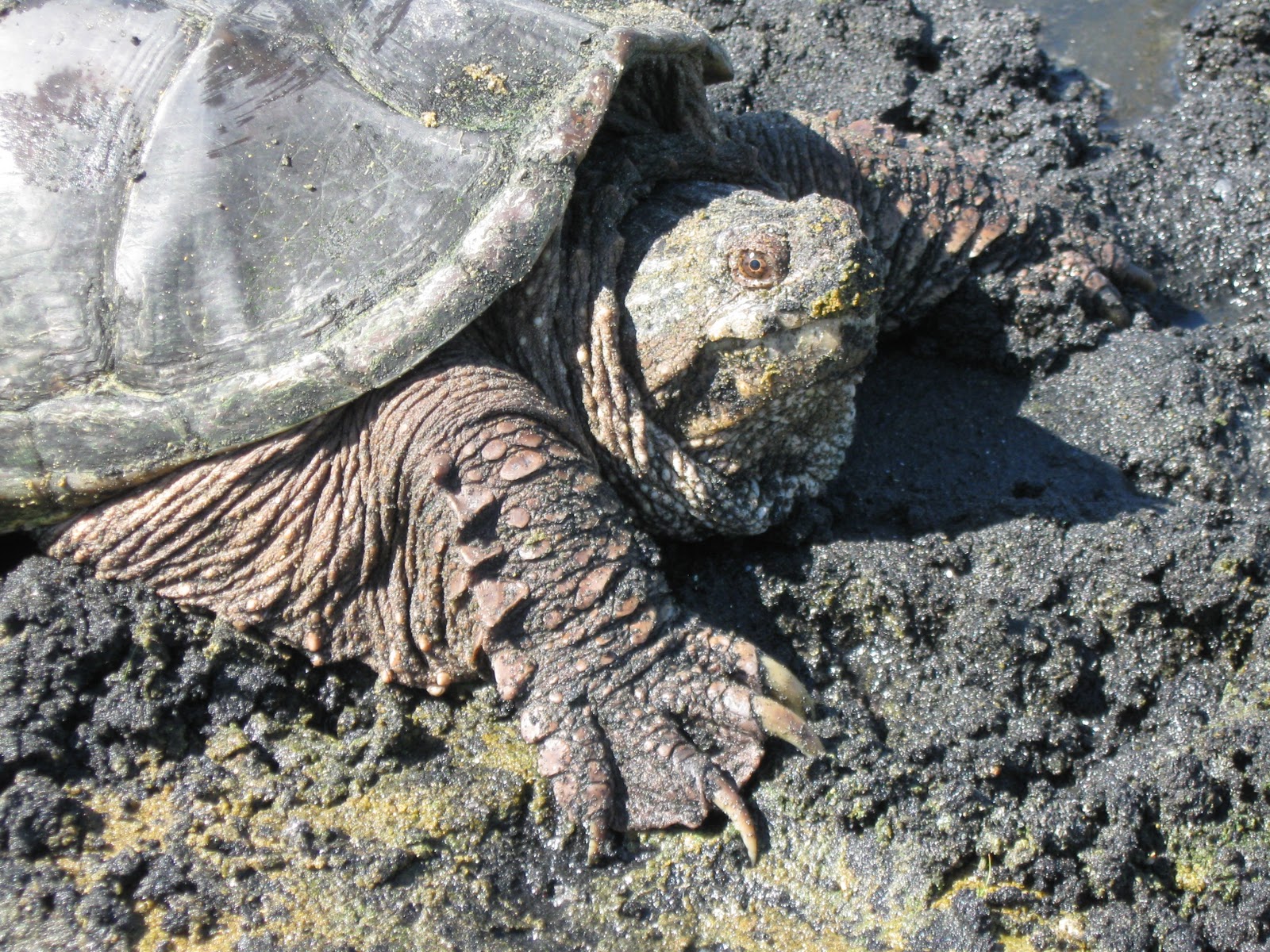 Terrapin Procrastination: Snapping turtles of Long Island