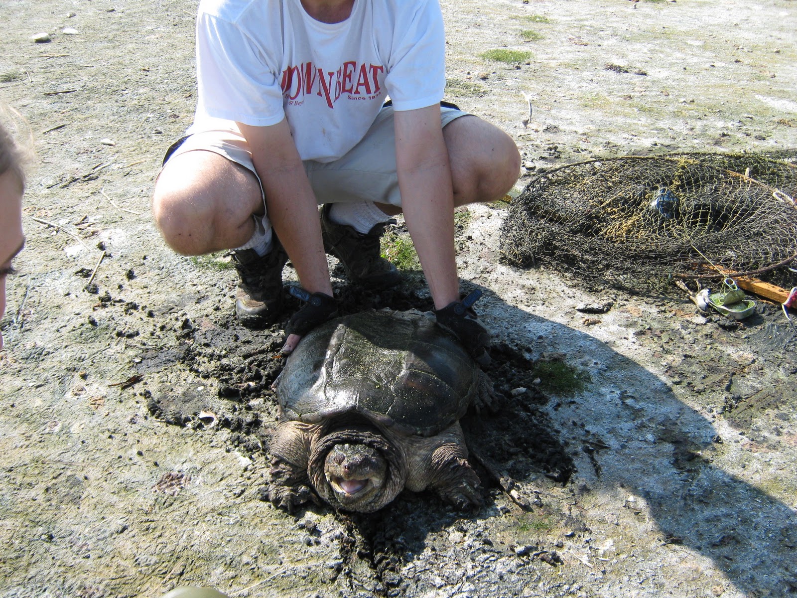 Terrapin Procrastination: Snapping turtles of Long Island