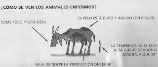 Avellaneda de Secano: Salud y Enfermedades de nuestras Cabras