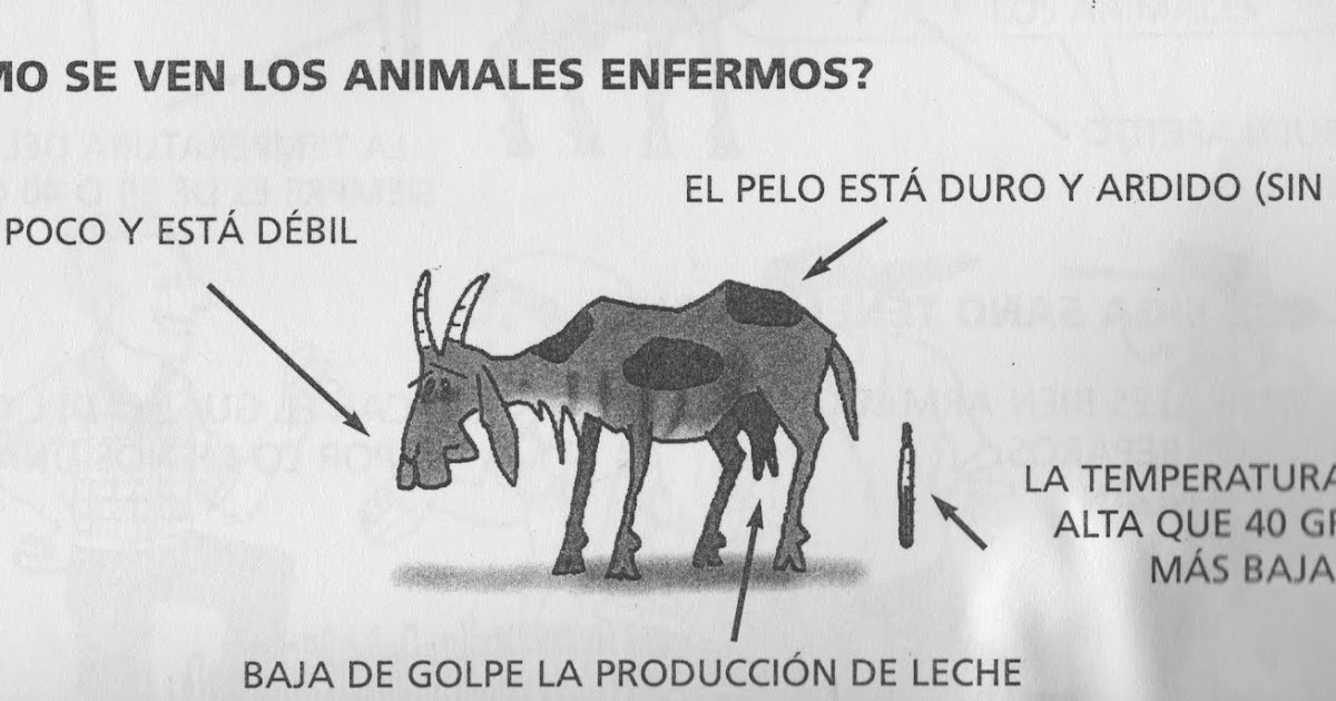 Avellaneda de Secano: Salud y Enfermedades de nuestras Cabras