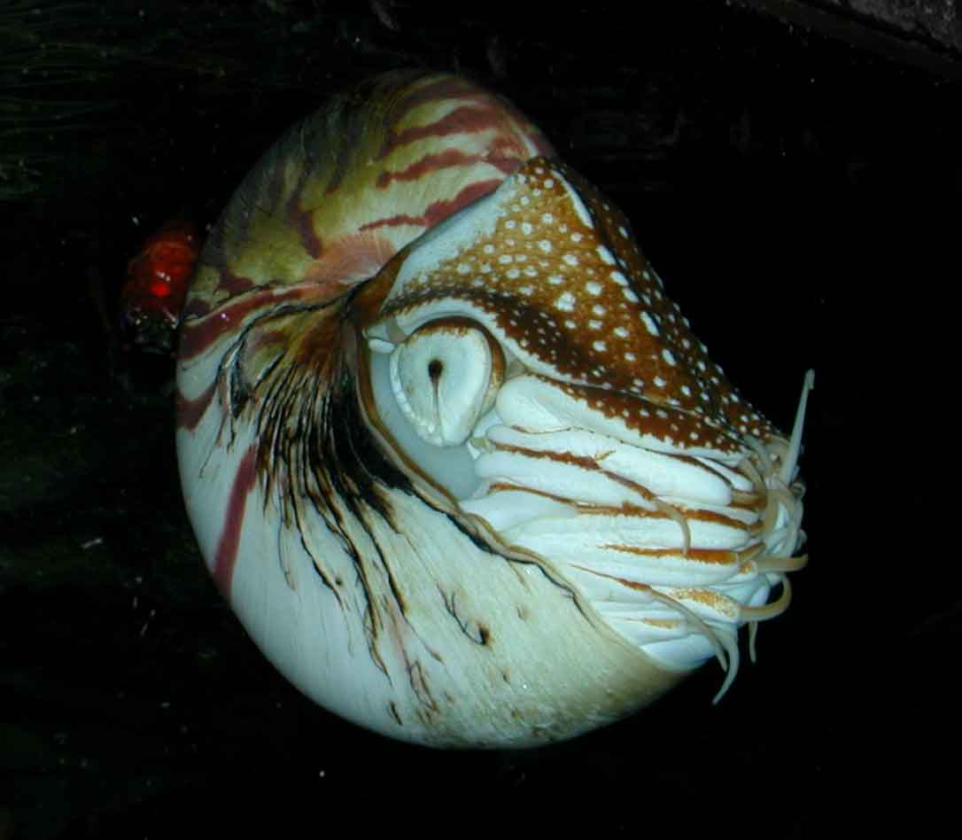 Buceo en seco: Animales MarinosBuceo en seco