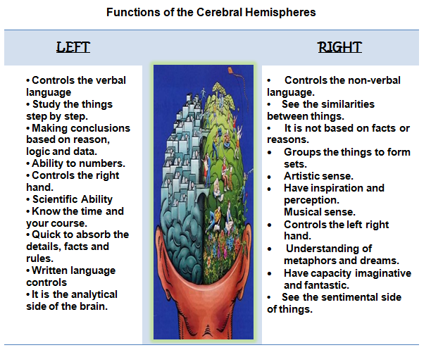 aLee'C: CEREBRAL HEMISPHERES