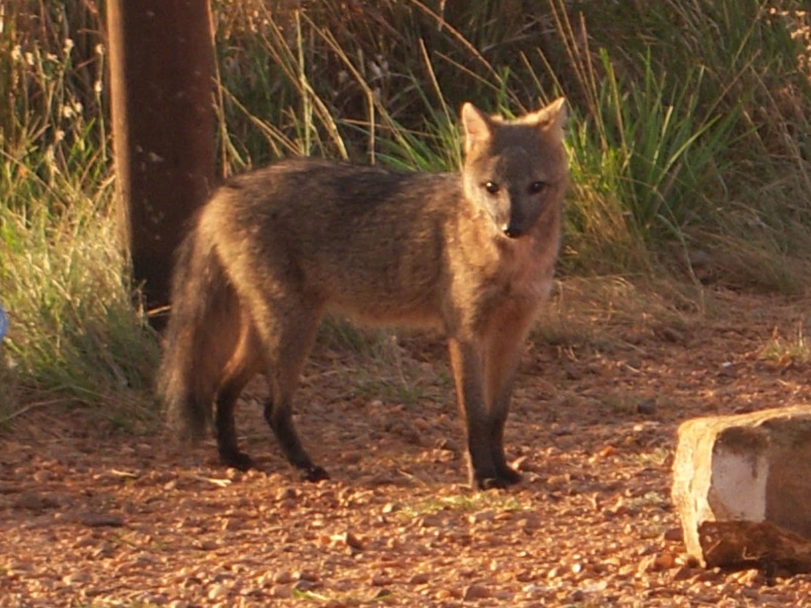NATURALEZA Y CULTURA: Zorro de Monte