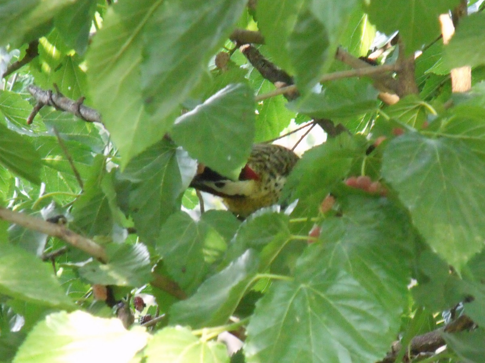 NATURALEZA Y CULTURA: Verano en Costanera Sur