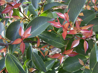 WEBS OF SIGNIFICANCE: Wong Nai Chung Gap to Stanley (photo-essay)