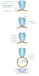 Acercando la biofísica: Whole cell
