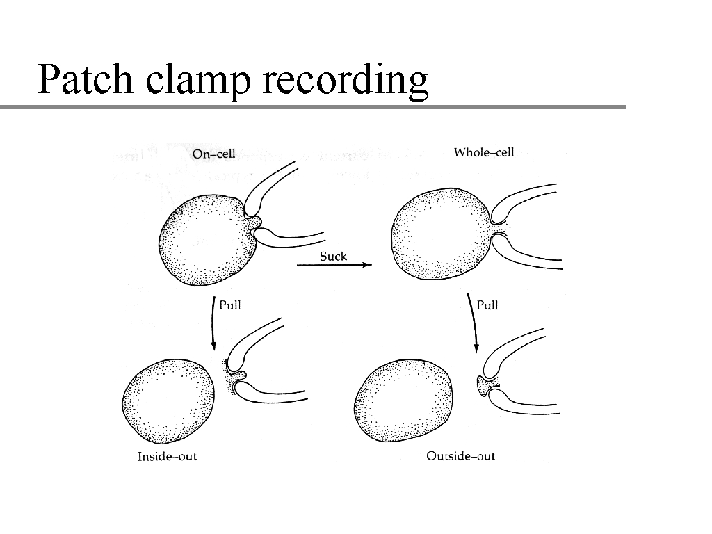 Técnicas De Patch-Clamp; Técnicas de Voltage-Clamp; Registro de Célula ...