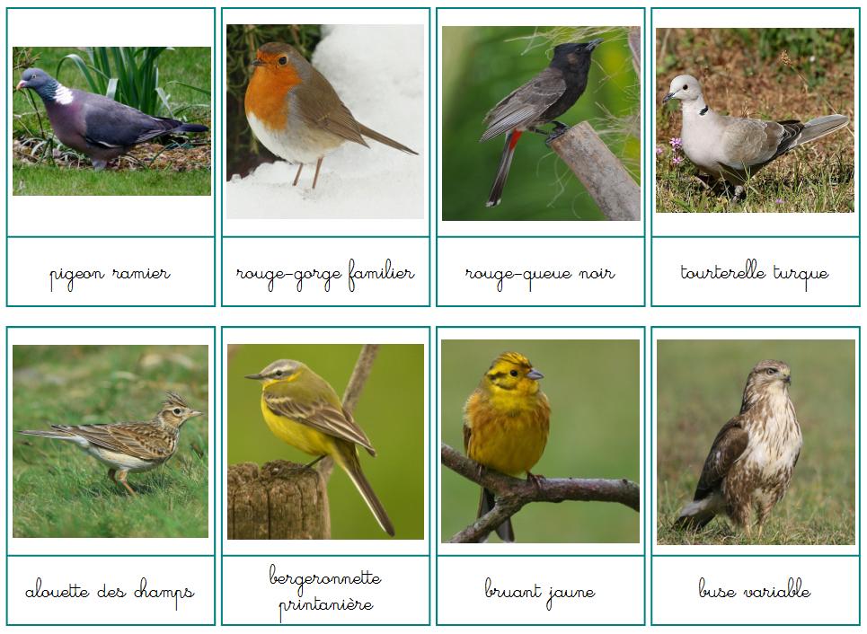 A la douce: Nos amis les oiseaux