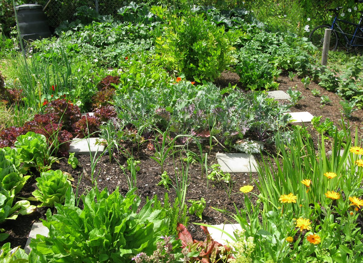 Growing Edibles in Vancouver, British Columbia: Vegetables in the Front ...