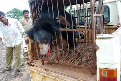 Trapped Sloth Bear rescued & released in state forest