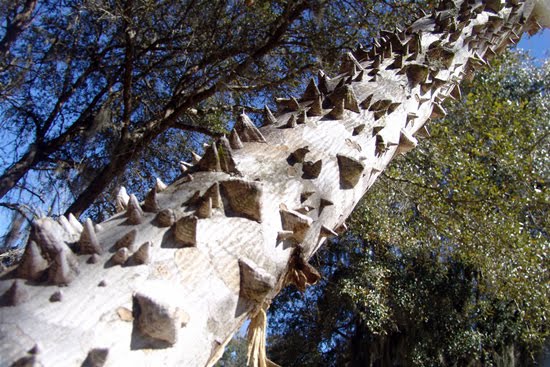 The World's Hardest Tree to Climb ~ Alpin Funny Picture!!