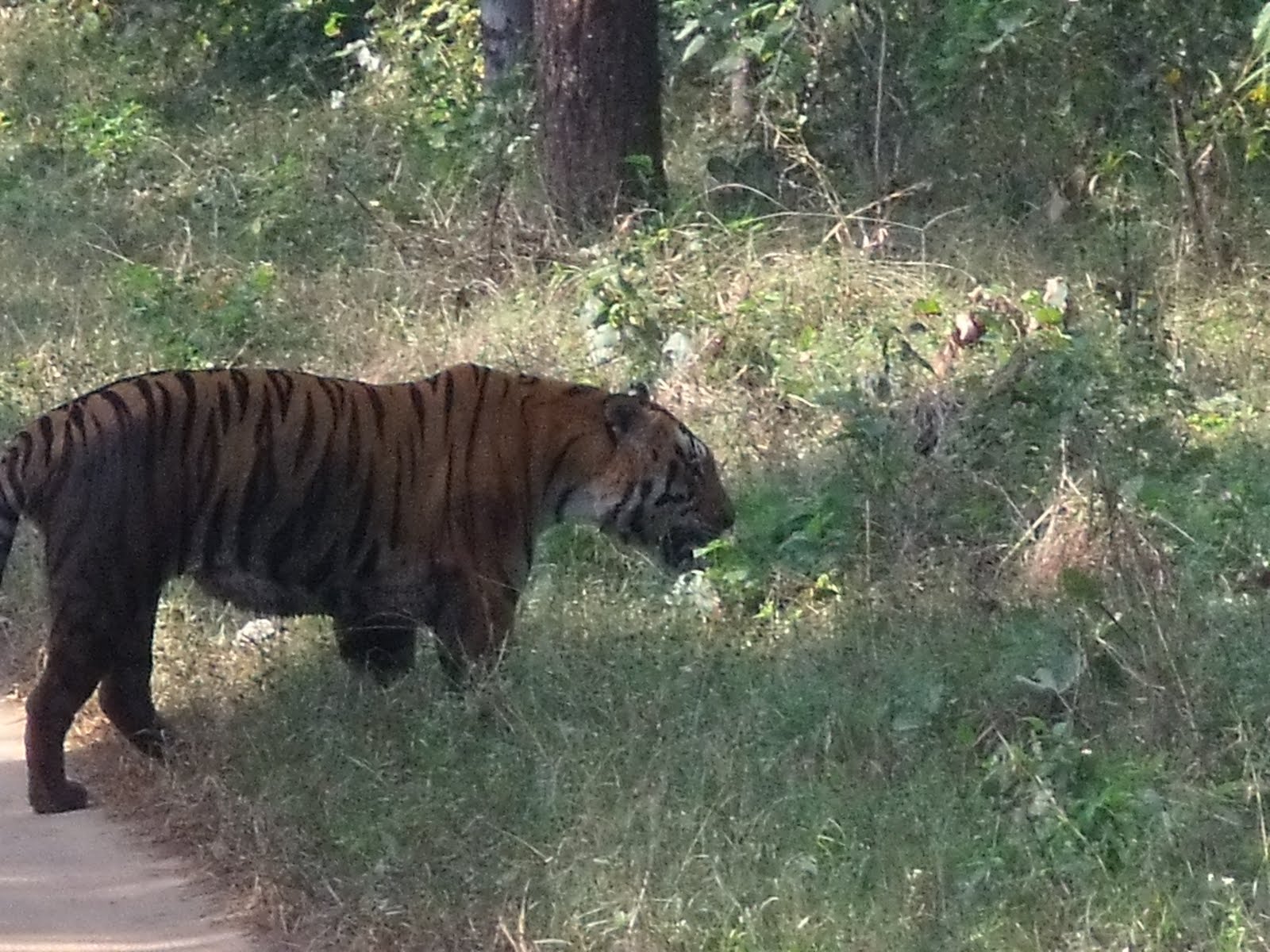Tamsin & Cooke: Second Tiger Sighting