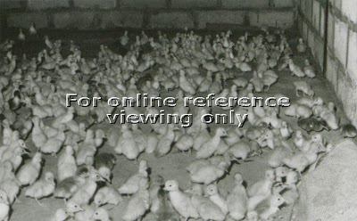 Duck Farm In Singapore