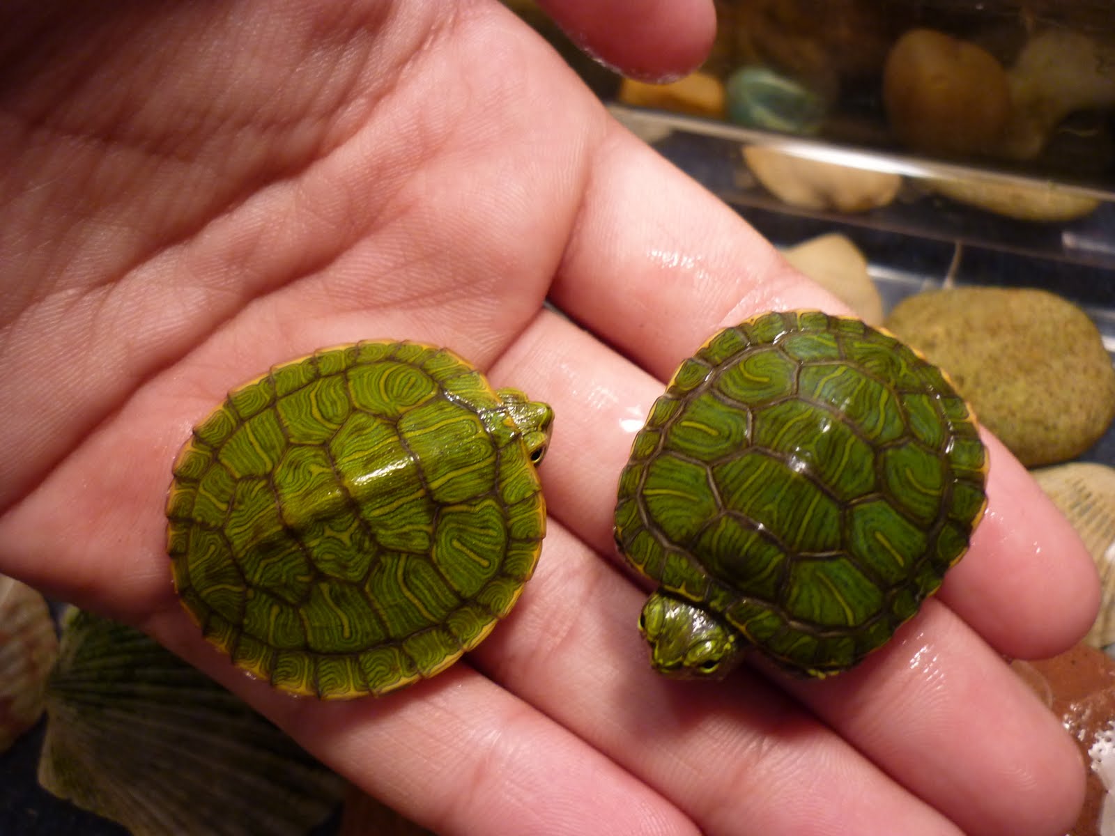 Wildlife: New Baby Red Ear Slider Turtles