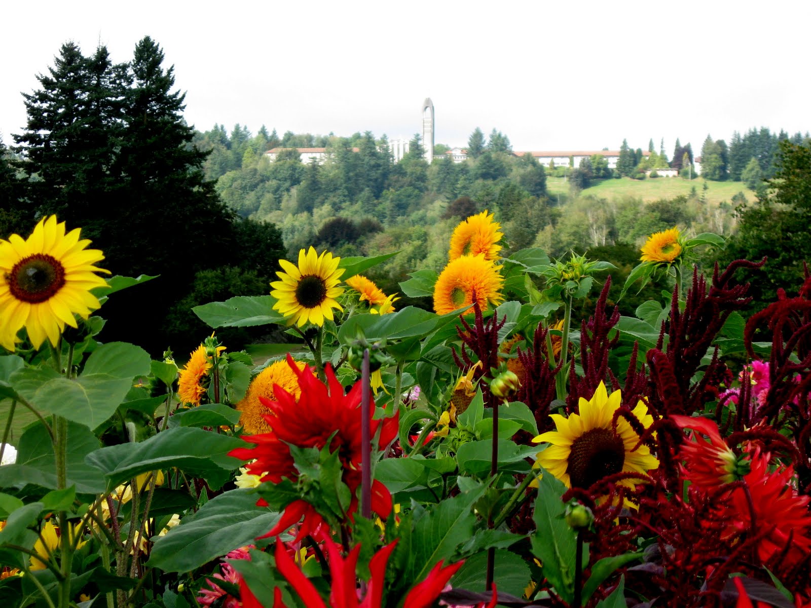 Family Trees May Contain Nuts: DIVINE DAHLIAS DAHLINK