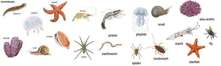 Biologia Animada: O Reino Animal - Invertebrados