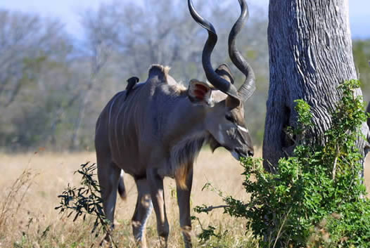 Africa: Alce africano