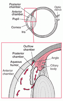 la vision: Circulación del humor acuoso.