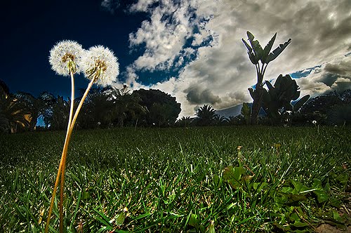 Ecologia & Informática: Aula dispersão de sementes