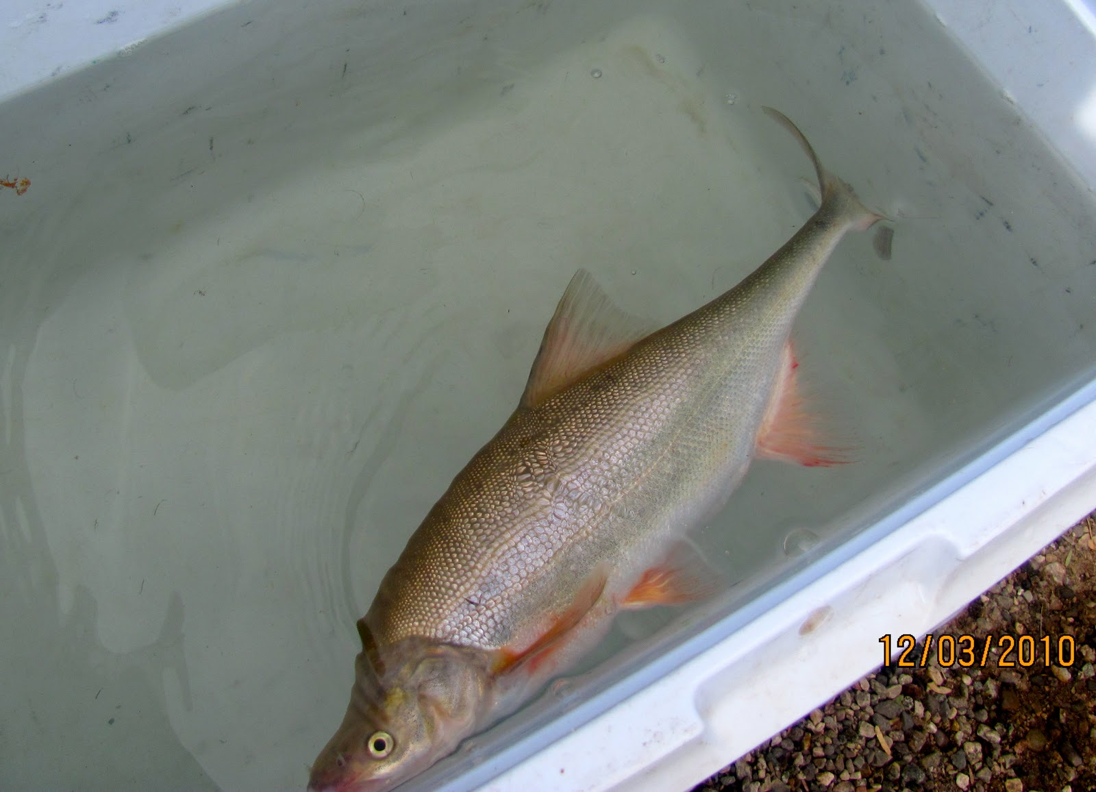 America by RV: Restocking an Endangered Fish, The Bonytail Chub