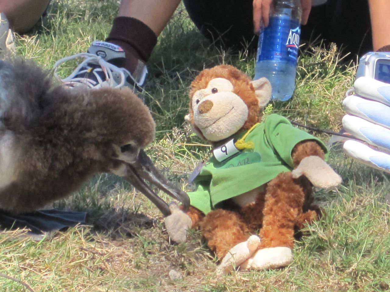 FOAM: Fred the Monkey Cares about Midway