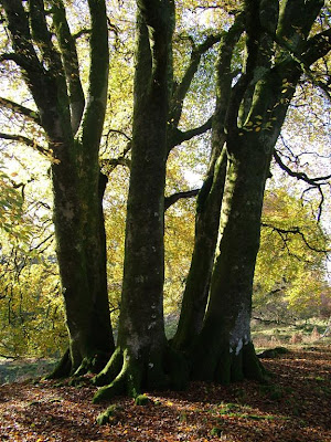 The Glebe Blog: Garlies Castle