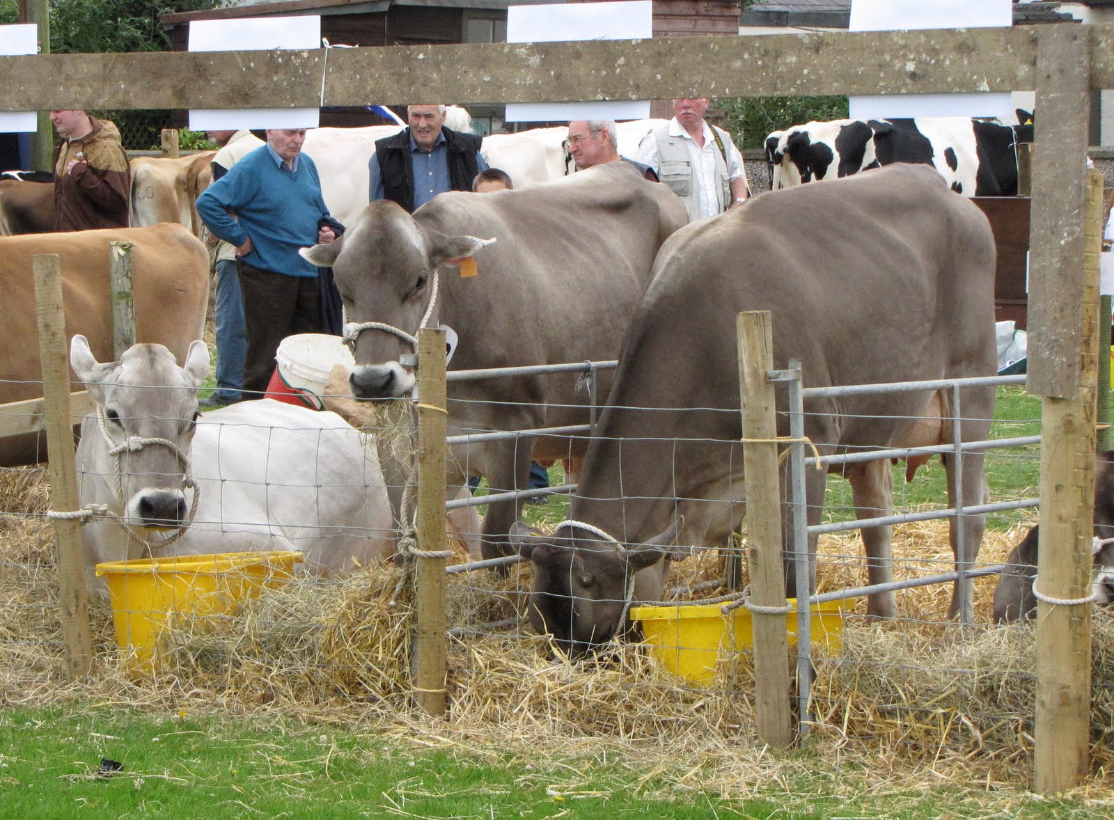 The Glebe Blog: Stranraer Show Pictures 2010