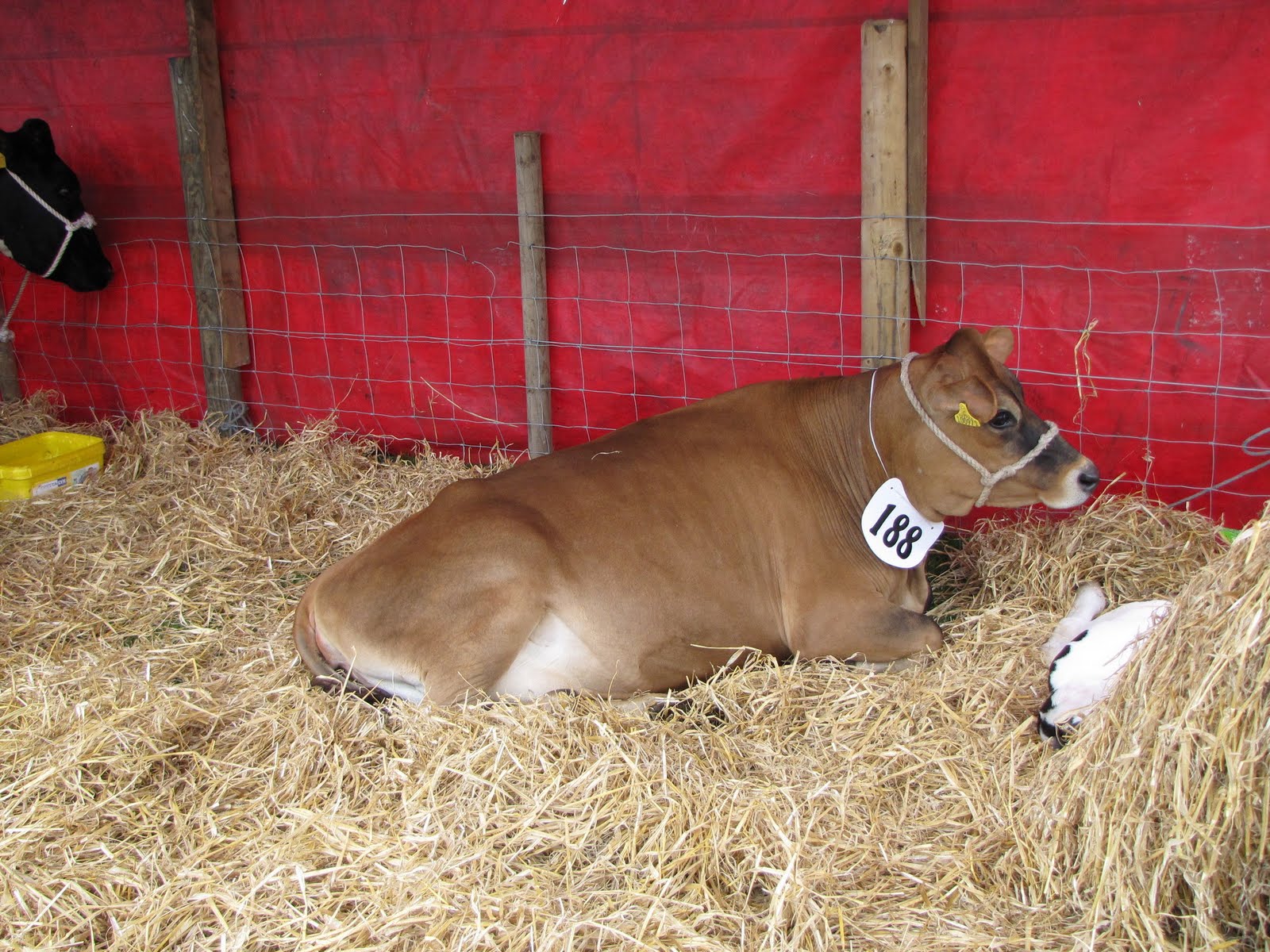 The Glebe Blog: 07/2010