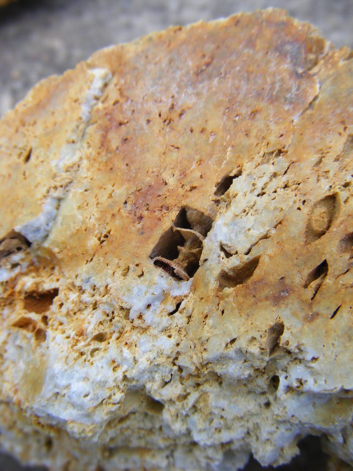 21stcenturynaturalist: Crinoid Stem Fossils
