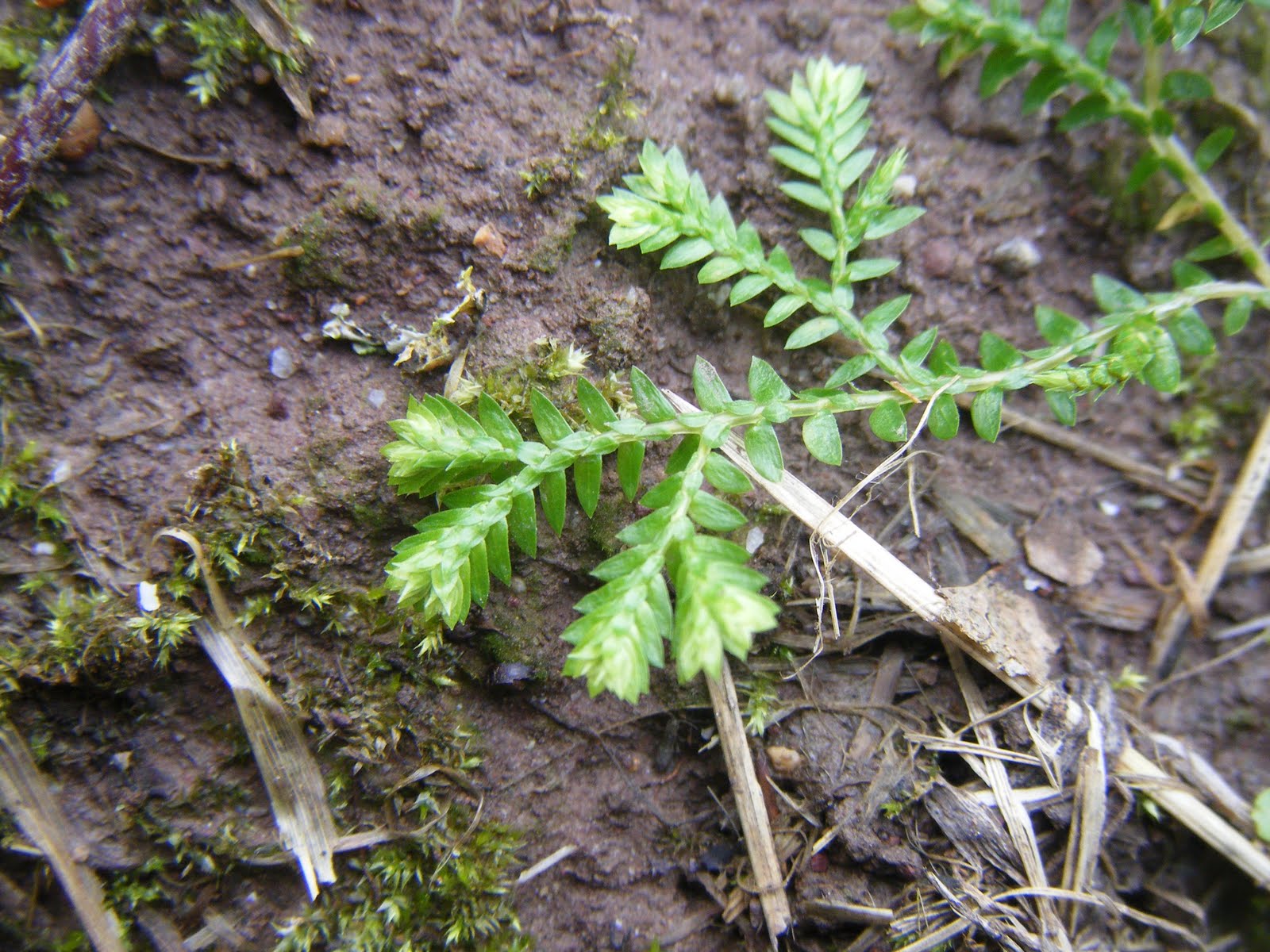 21stcenturynaturalist: Lycophytes are Living Fossils