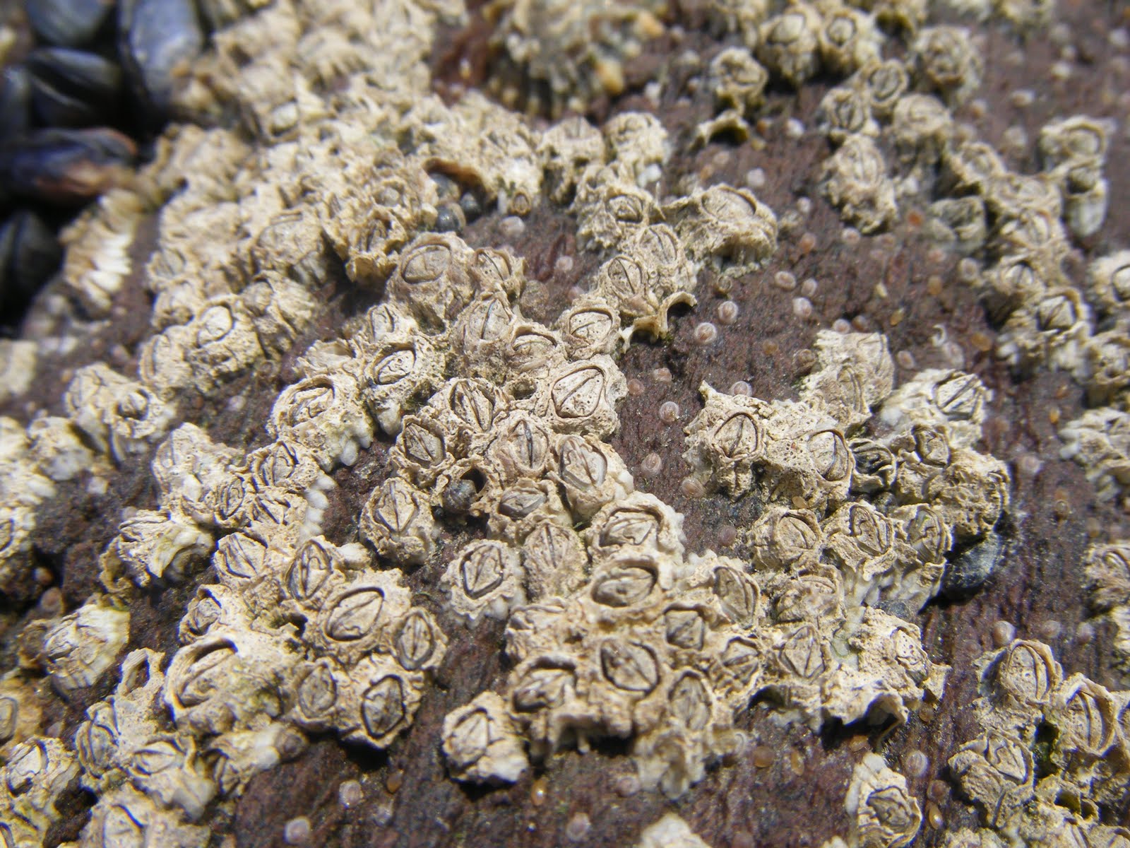 21stcenturynaturalist: Sailing with Barnacles