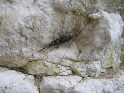 21stcenturynaturalist: Scuttle, Scuttle, Scuttle: Its a Bristletail