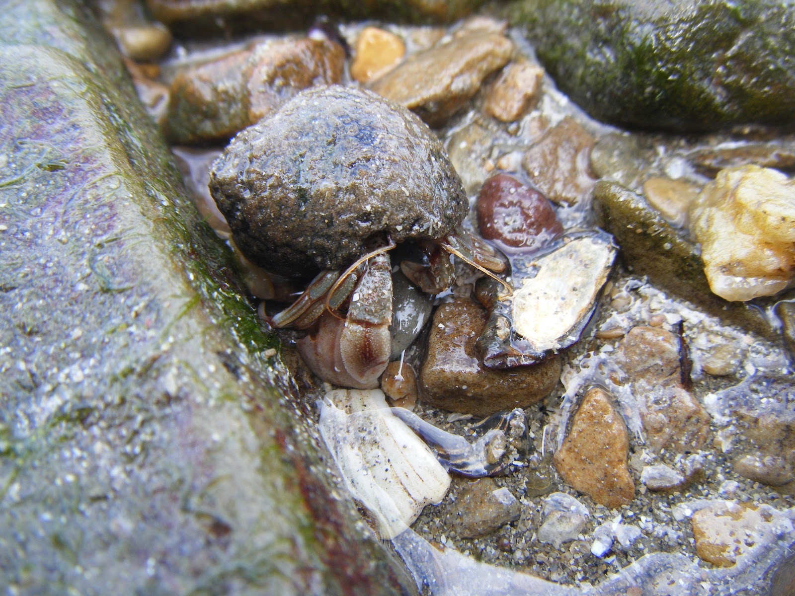 21stcenturynaturalist: Hermit Crabs Prefer Winkle Shells