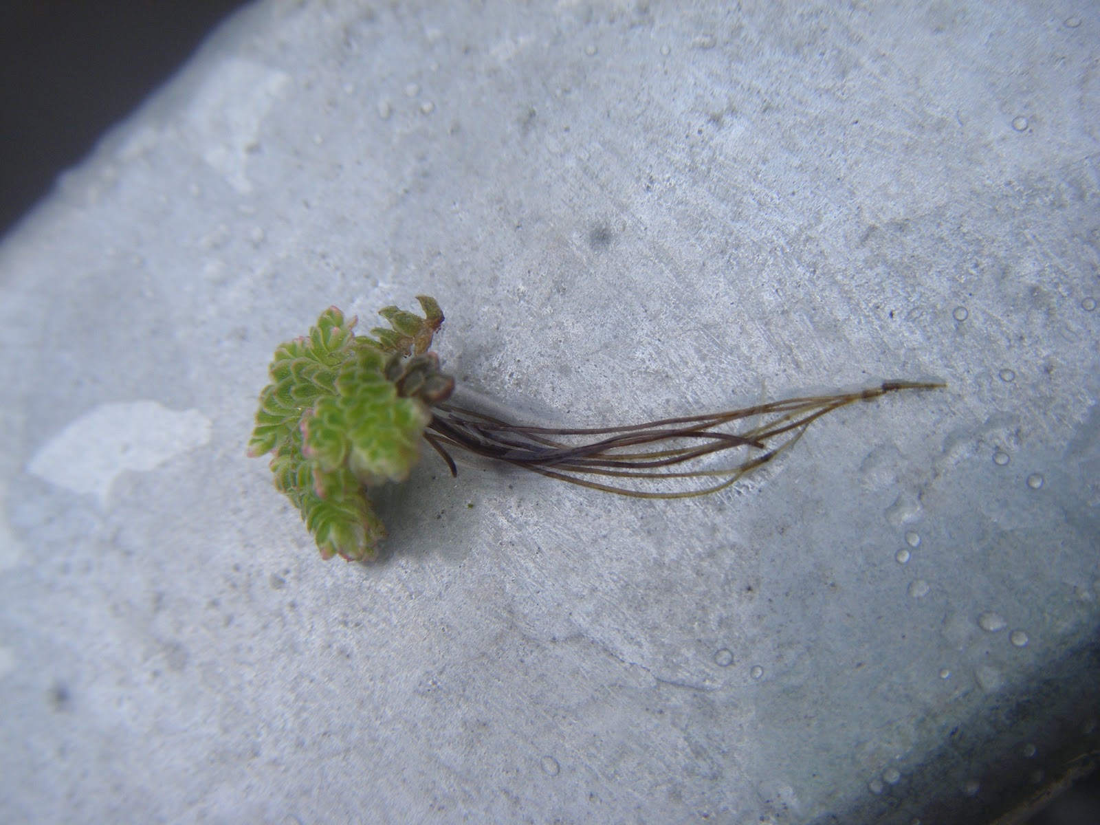 21stcenturynaturalist: Water Fern: A Useful Alien