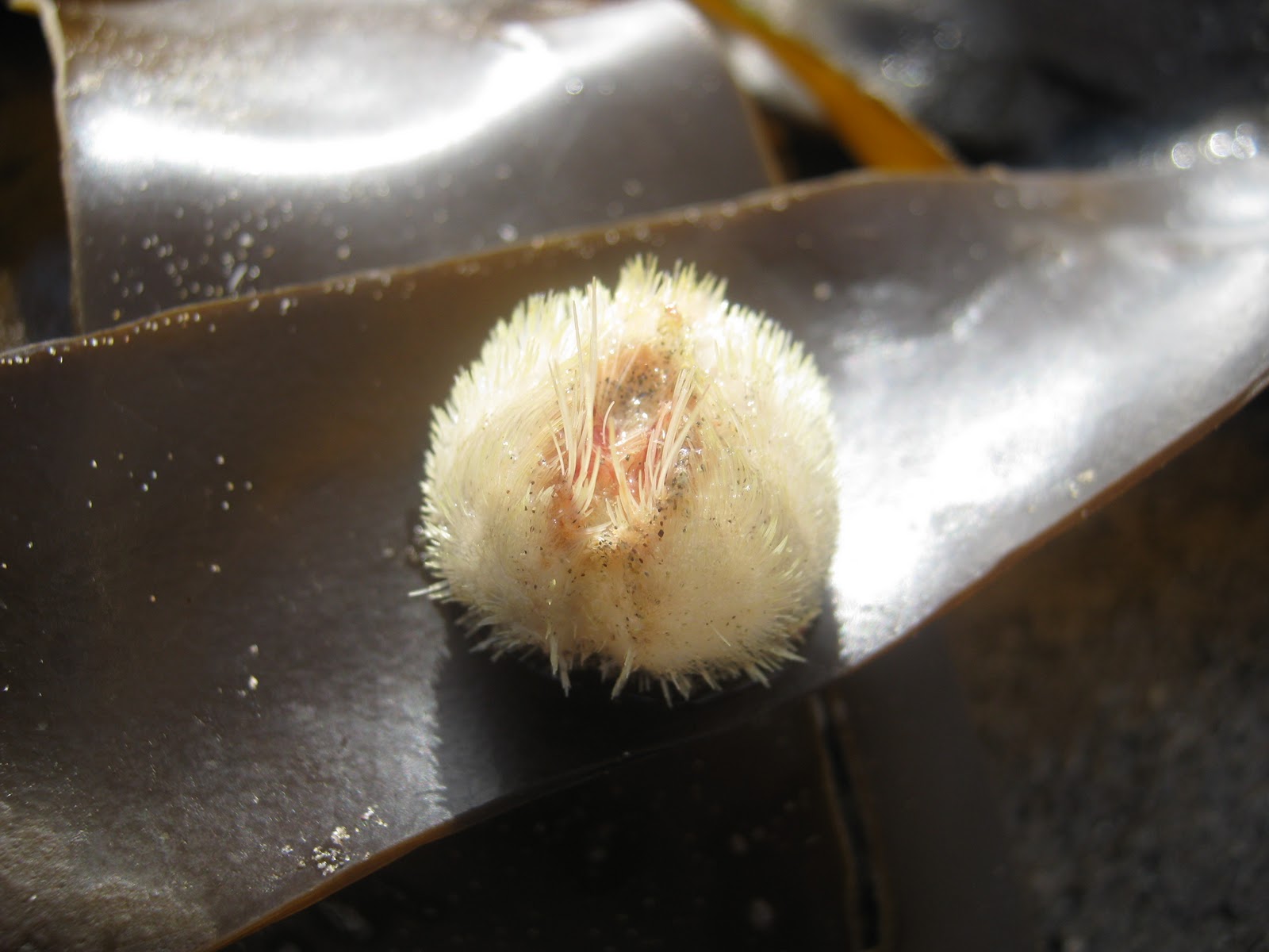 21stcenturynaturalist: Cryptic Species of Sea Potato