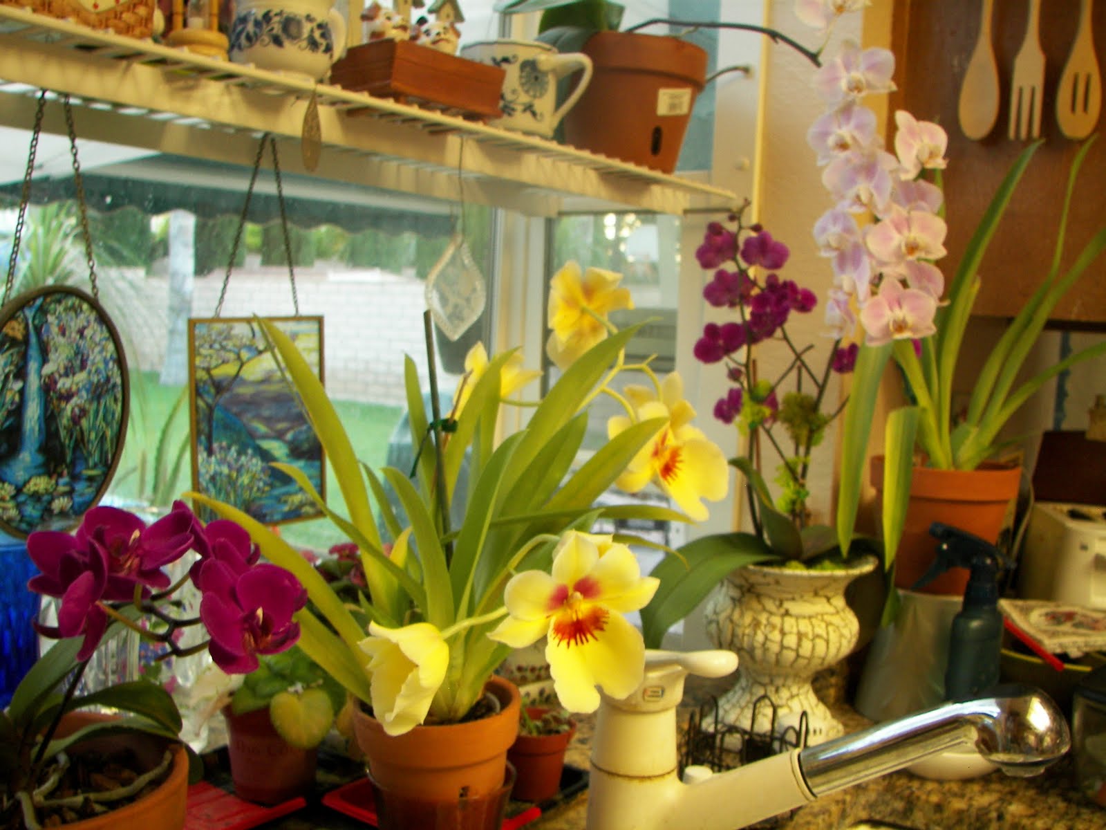 The Epiphyllum Garden: Epiphyllum guatemalense