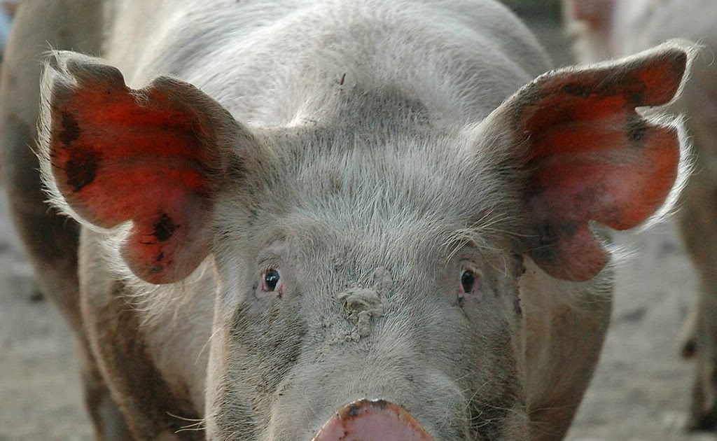 CANARY'S PLANET: Cuentos Villamelleros 3 El puerco de la discordia