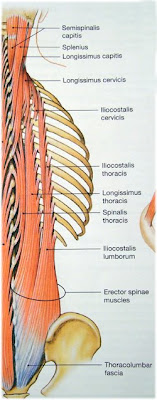 one happy duck: Erector spinae & Brian Utting