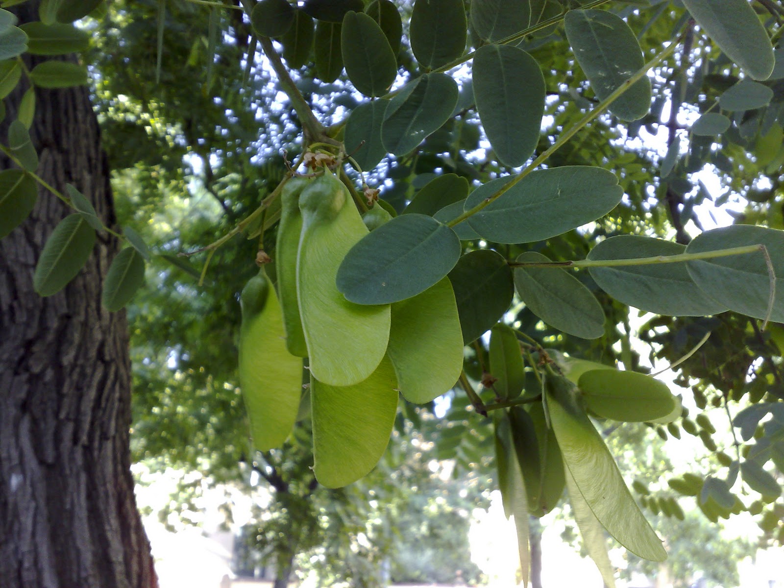Árboles con alma: Palo Rosa. Acacia de flor amarilla. (Tipuana tipu)
