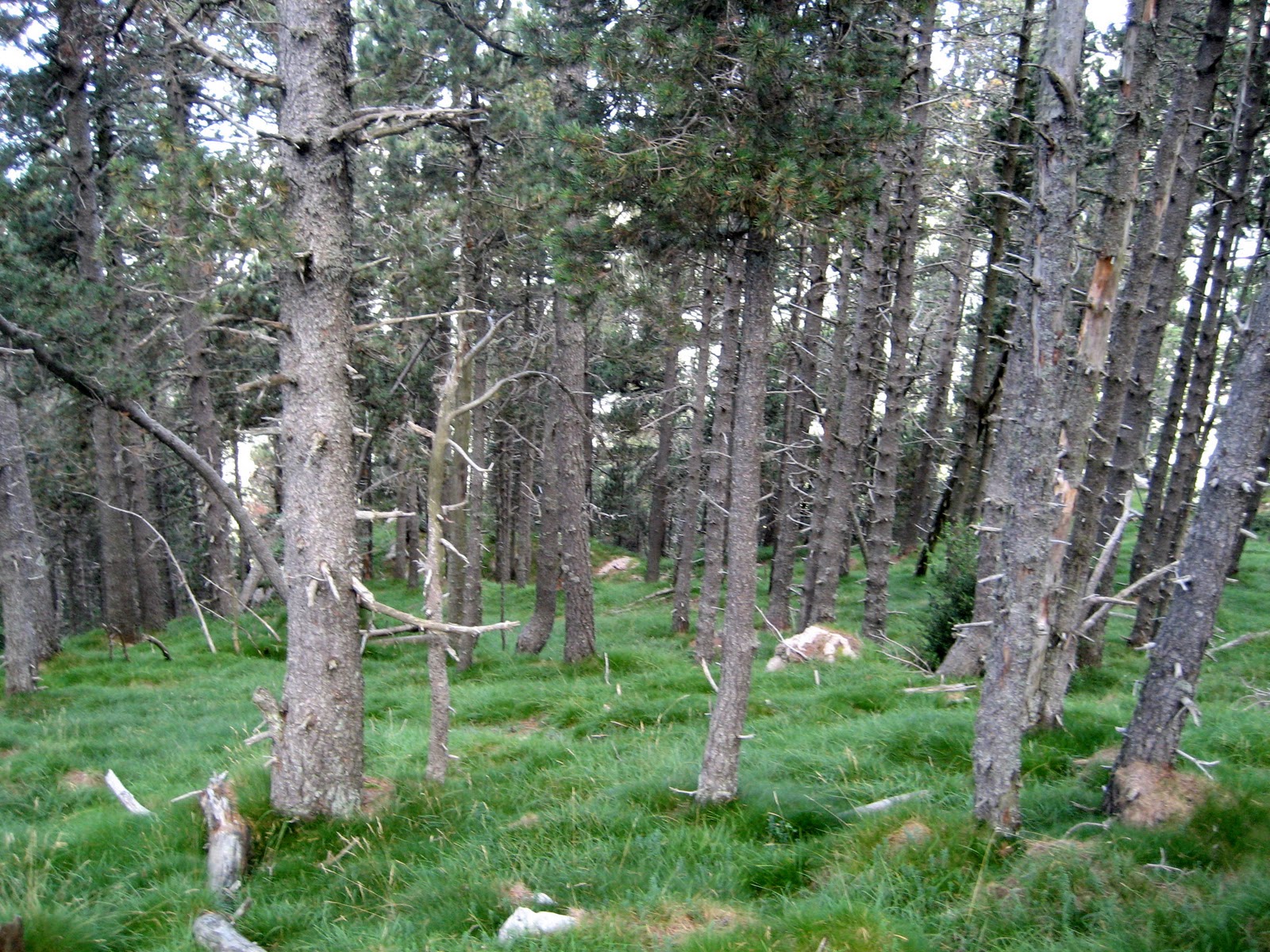 Árboles con alma: Pino negro. Pi negre. (Pinus uncinata)