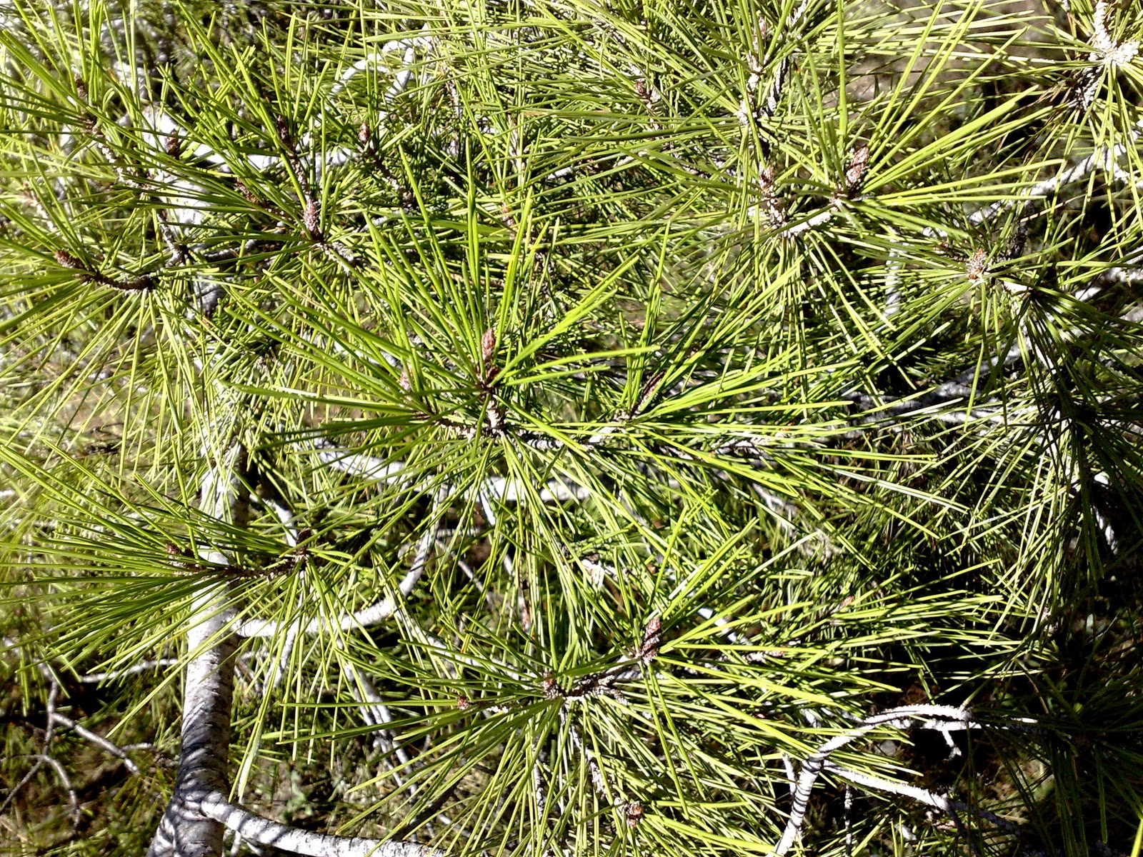 Árboles con alma: Pino Carrasco. Pi blanc. (Pinus halepensis)